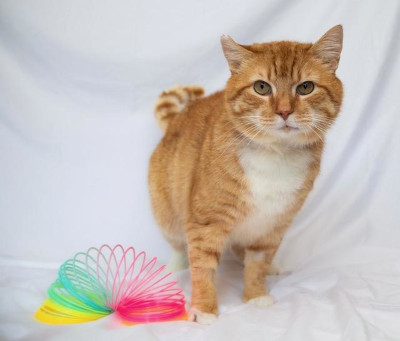 Young Adults – Tails High, Inc.